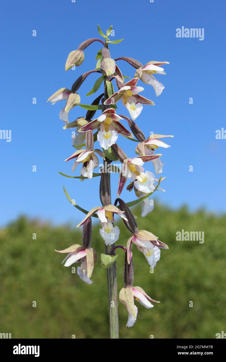 Helleborines uk hi-res stock photography and images - Alamy