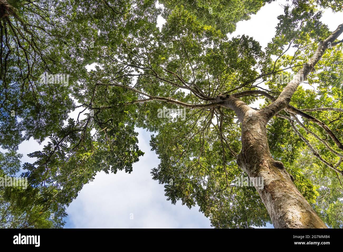 Looking up perspective view of natural tropical rain forest foliage at ...