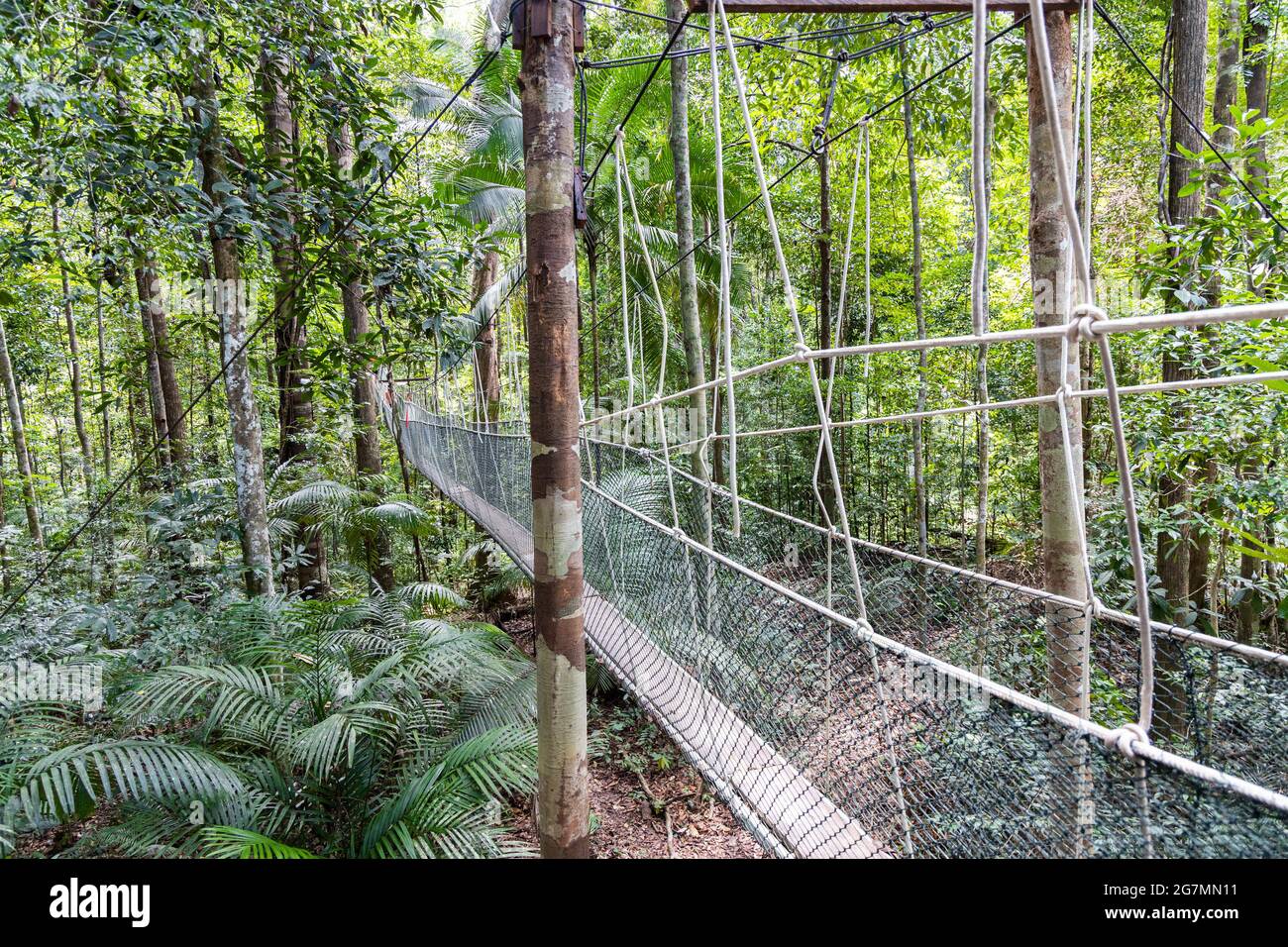 Canopy walk within Taman Negara National Park rainforest is popular eco ...