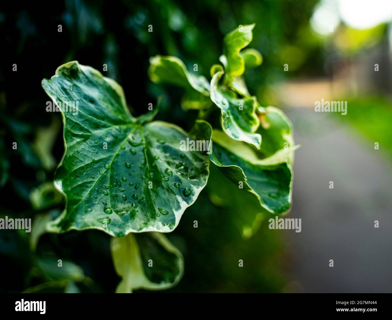 British Summer Plants Stock Photo - Alamy