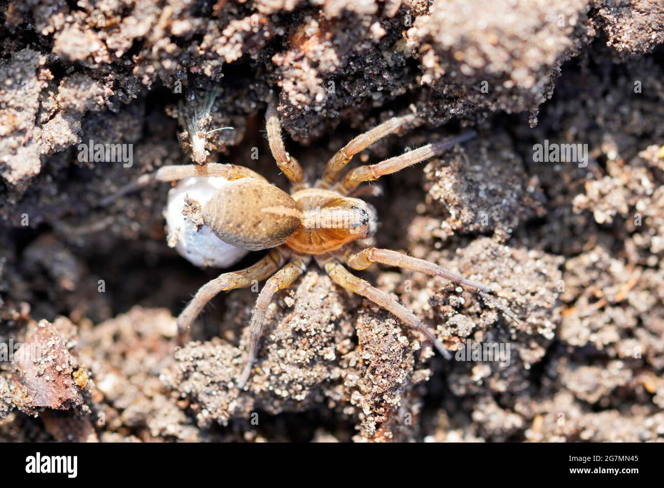 Close up of a wolf spider with an egg cocoon. Spider in a natural ...