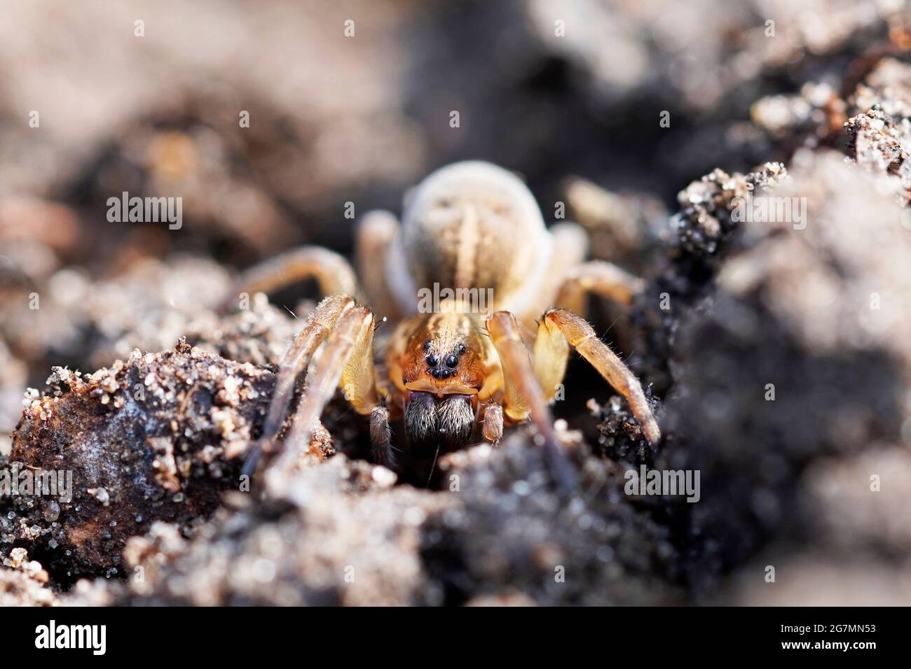 Spider cocoon hi-res stock photography and images - Alamy