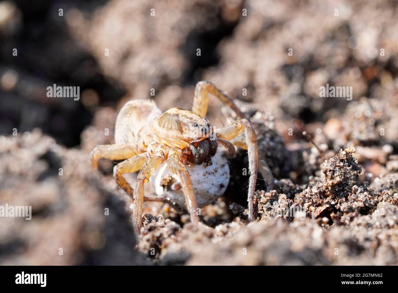 Spider cocoon hi-res stock photography and images - Alamy
