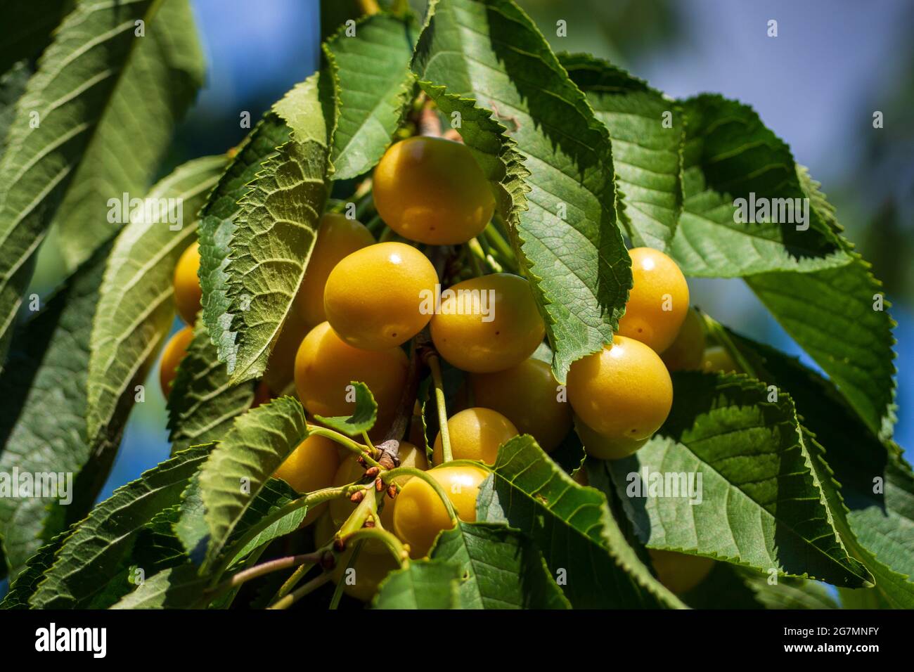 Yellow cherries hi-res stock photography and images - Alamy