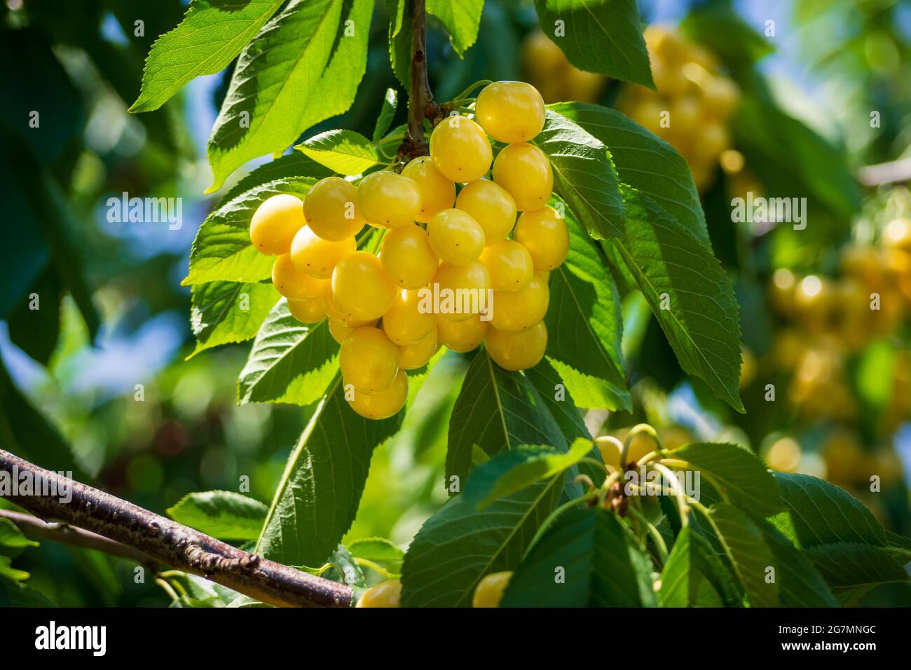 Yellow cherries hi-res stock photography and images - Alamy