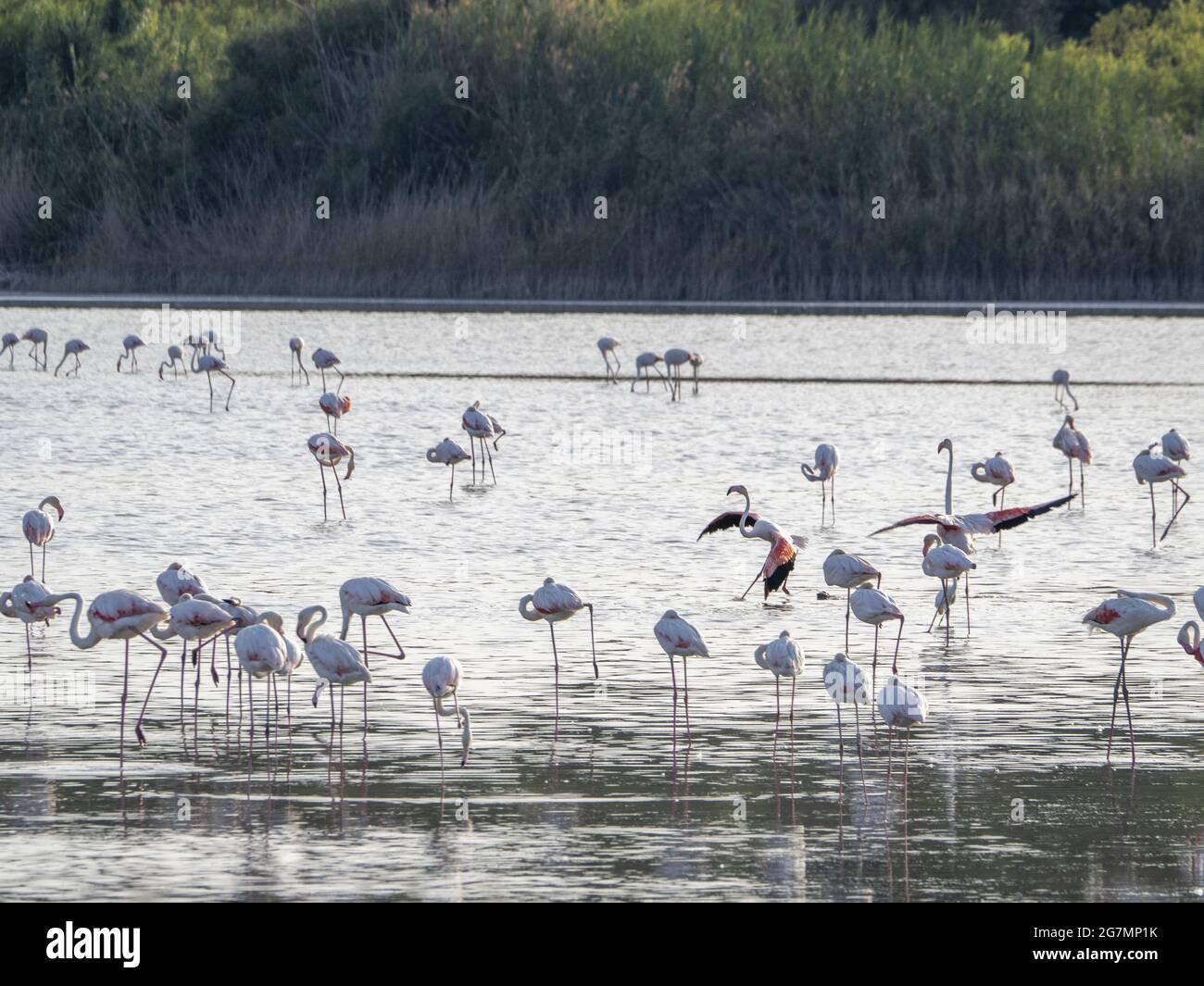 flamingo in a swamp in sicily Vendicari Oasis Stock Photo - Alamy