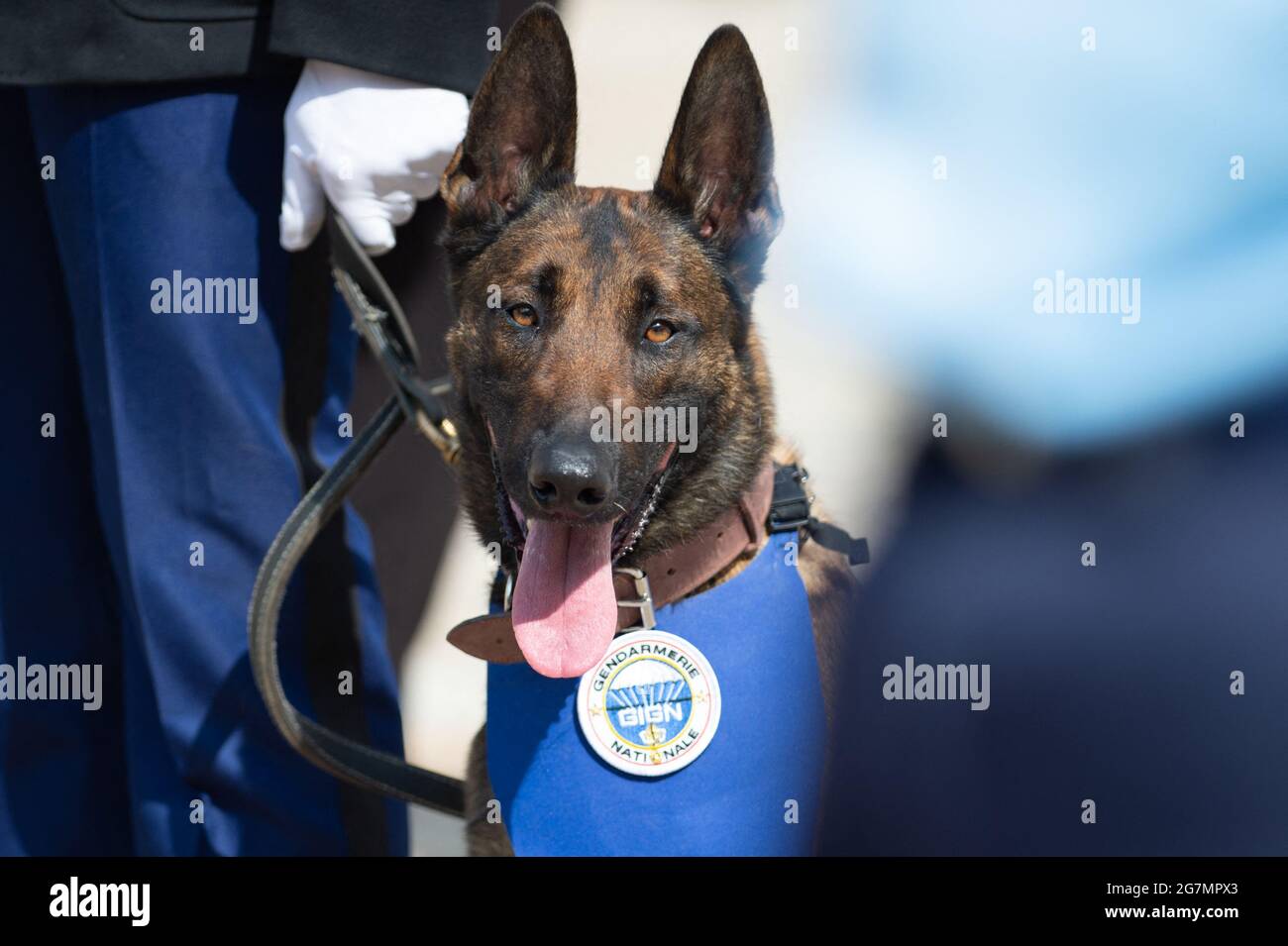 GIGN dog during the Police and Military ceremony of military valour ...