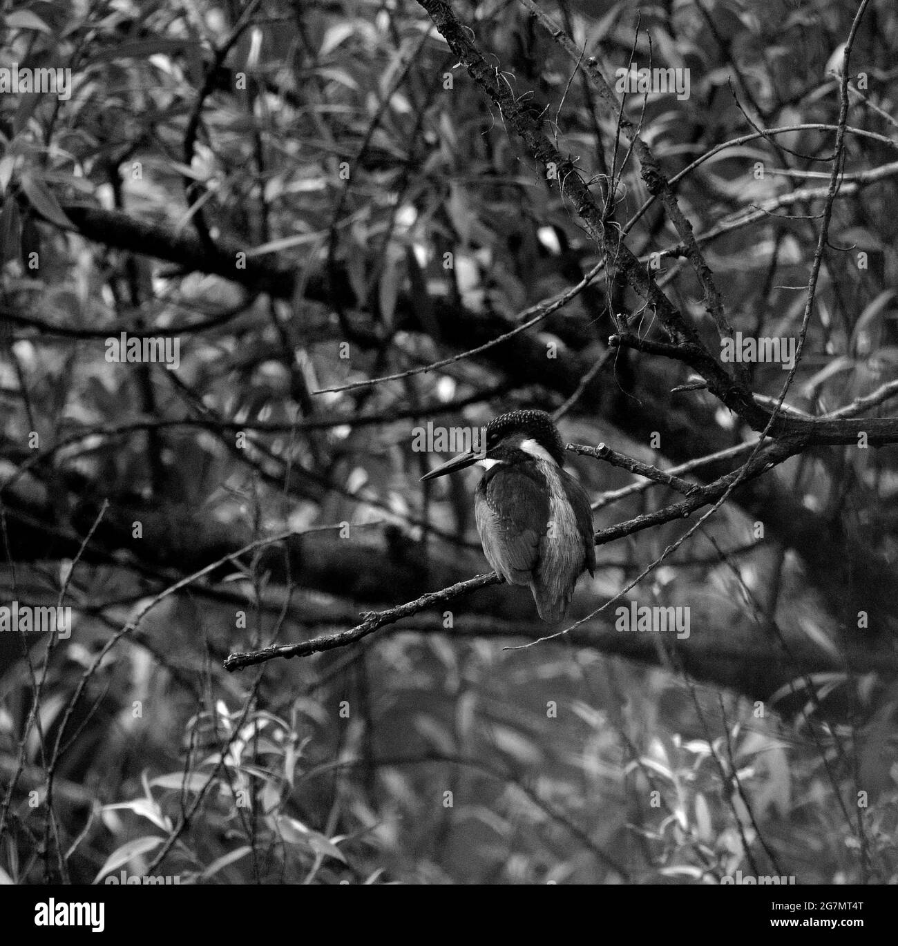 Fishing watching Black and White Stock Photos & Images - Alamy