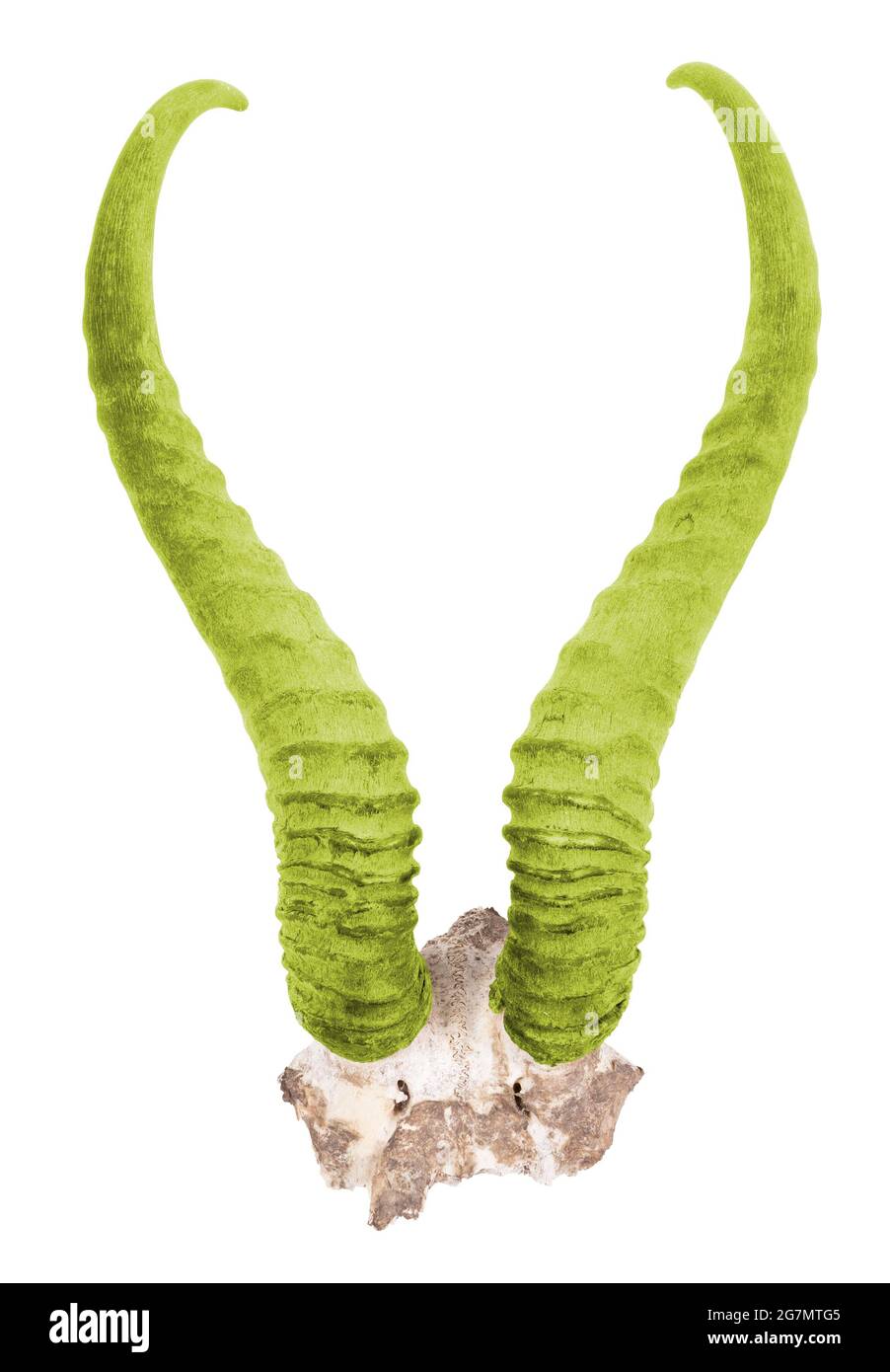 Yellow springbok antlers isolated on a white background Stock Photo - Alamy