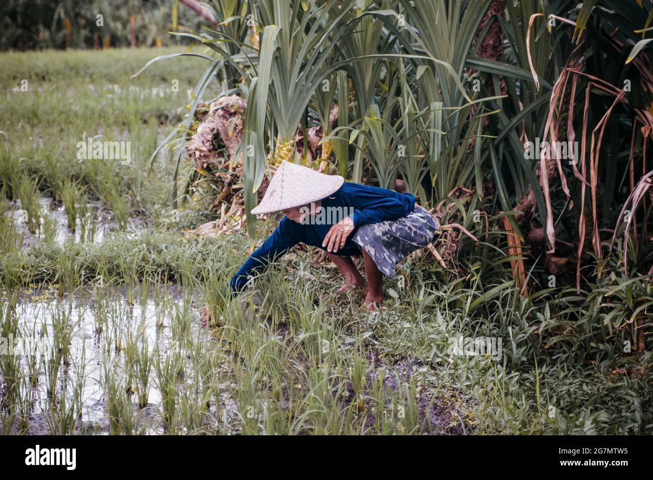 BALI, INDONESIA - Mar 16, 2020: A Balinese paddy field worker planting ...