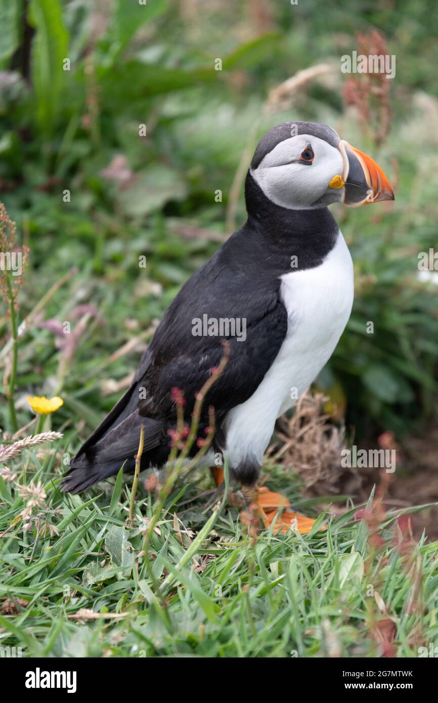Puffin Bird - Isle of Lunga, Treshnish Isles, Isle of Mull, Scotland ...