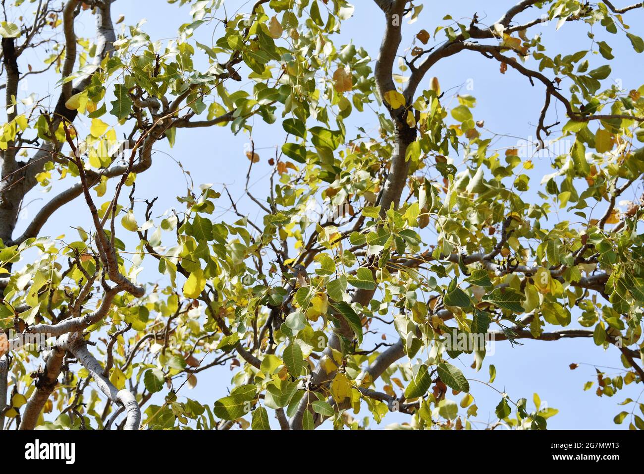 Closeup shot of tree branches Stock Photo - Alamy