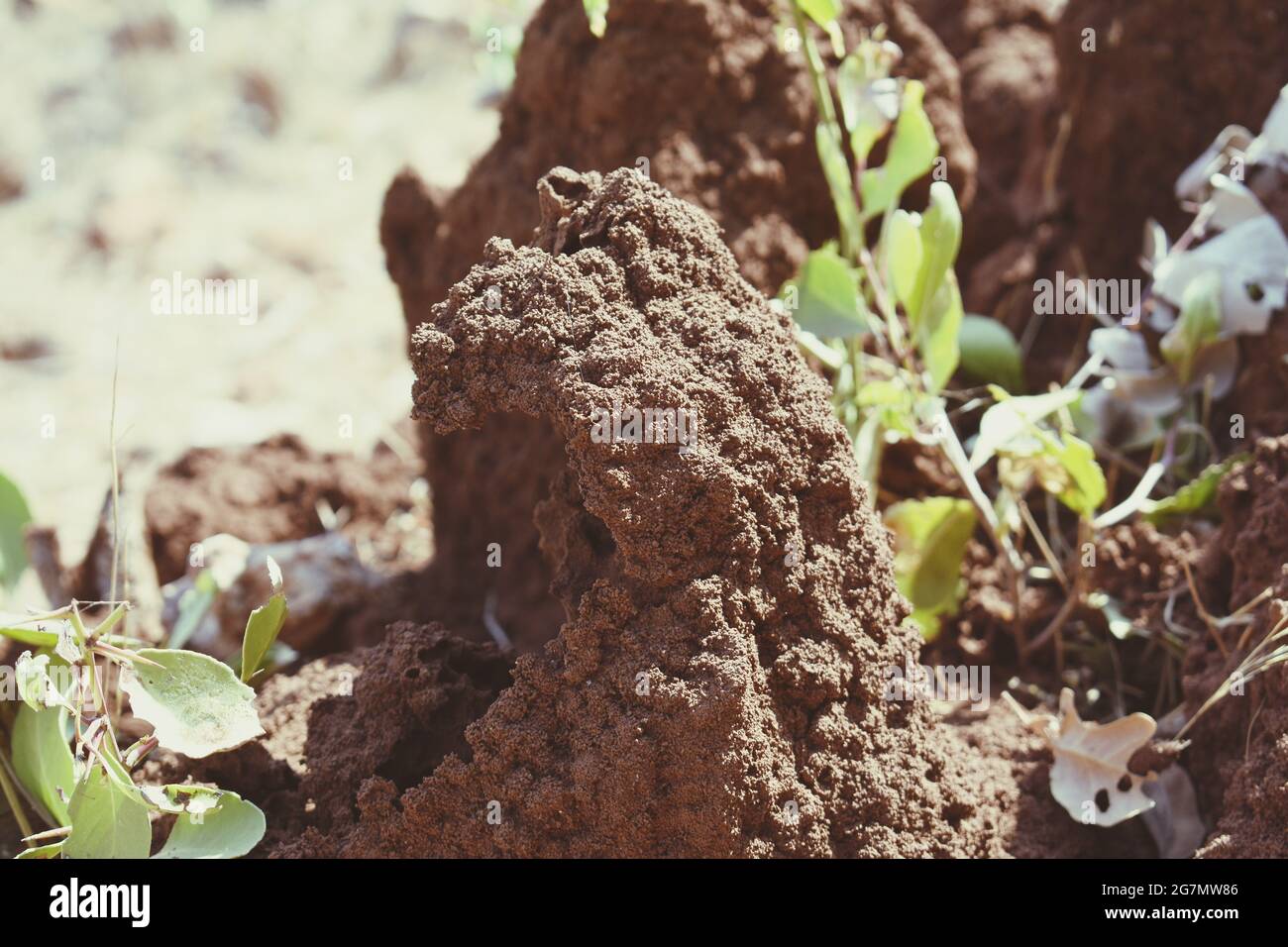 Ants house hi-res stock photography and images - Alamy