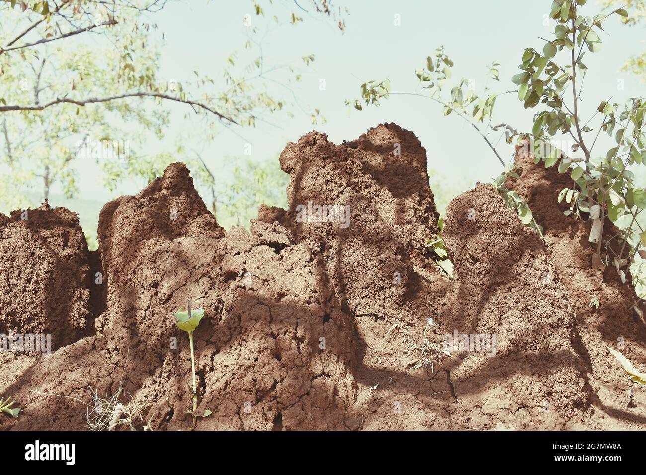 Ants building house hi-res stock photography and images - Alamy