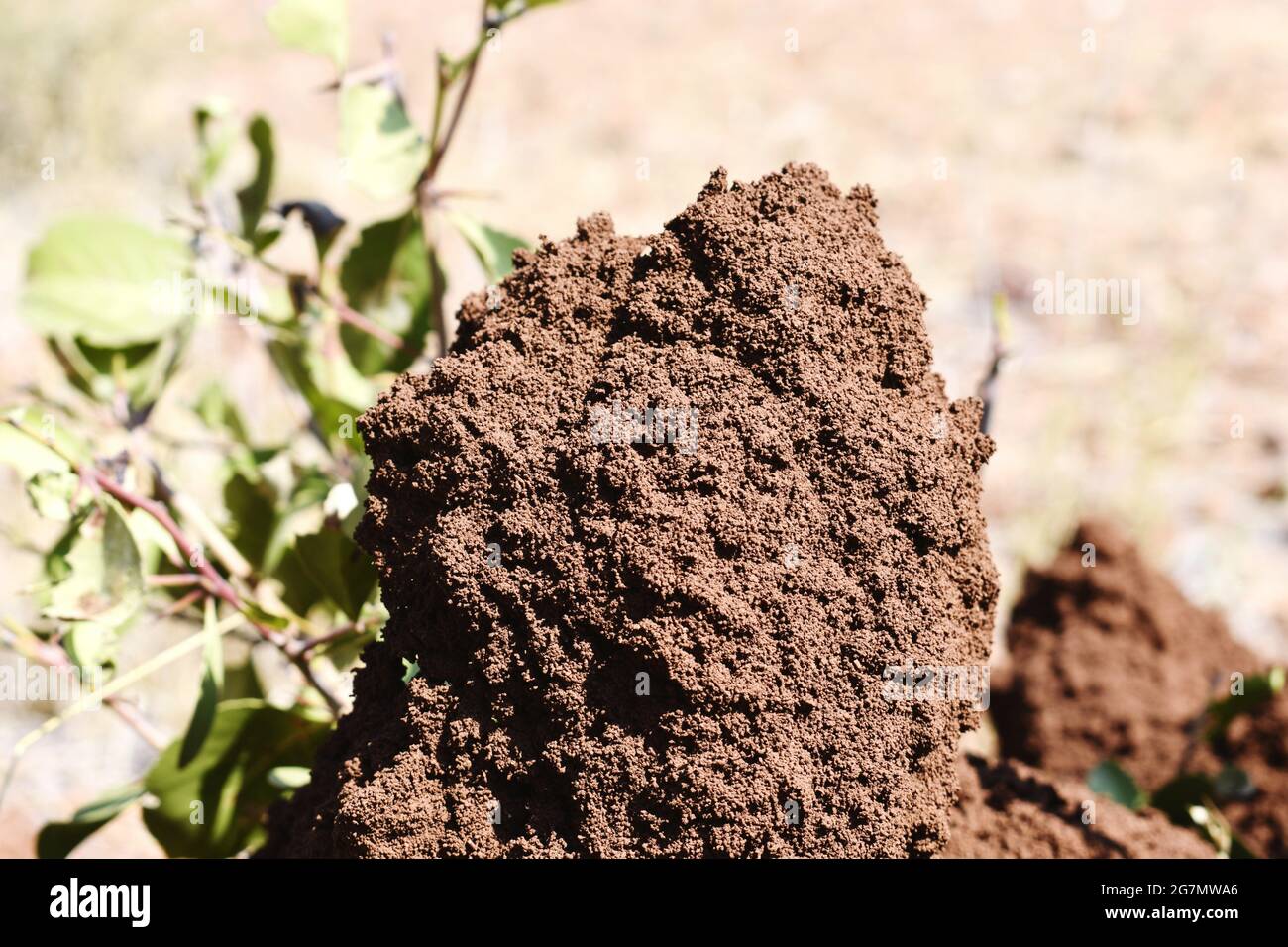 Closeup shot of ant's house Stock Photo - Alamy