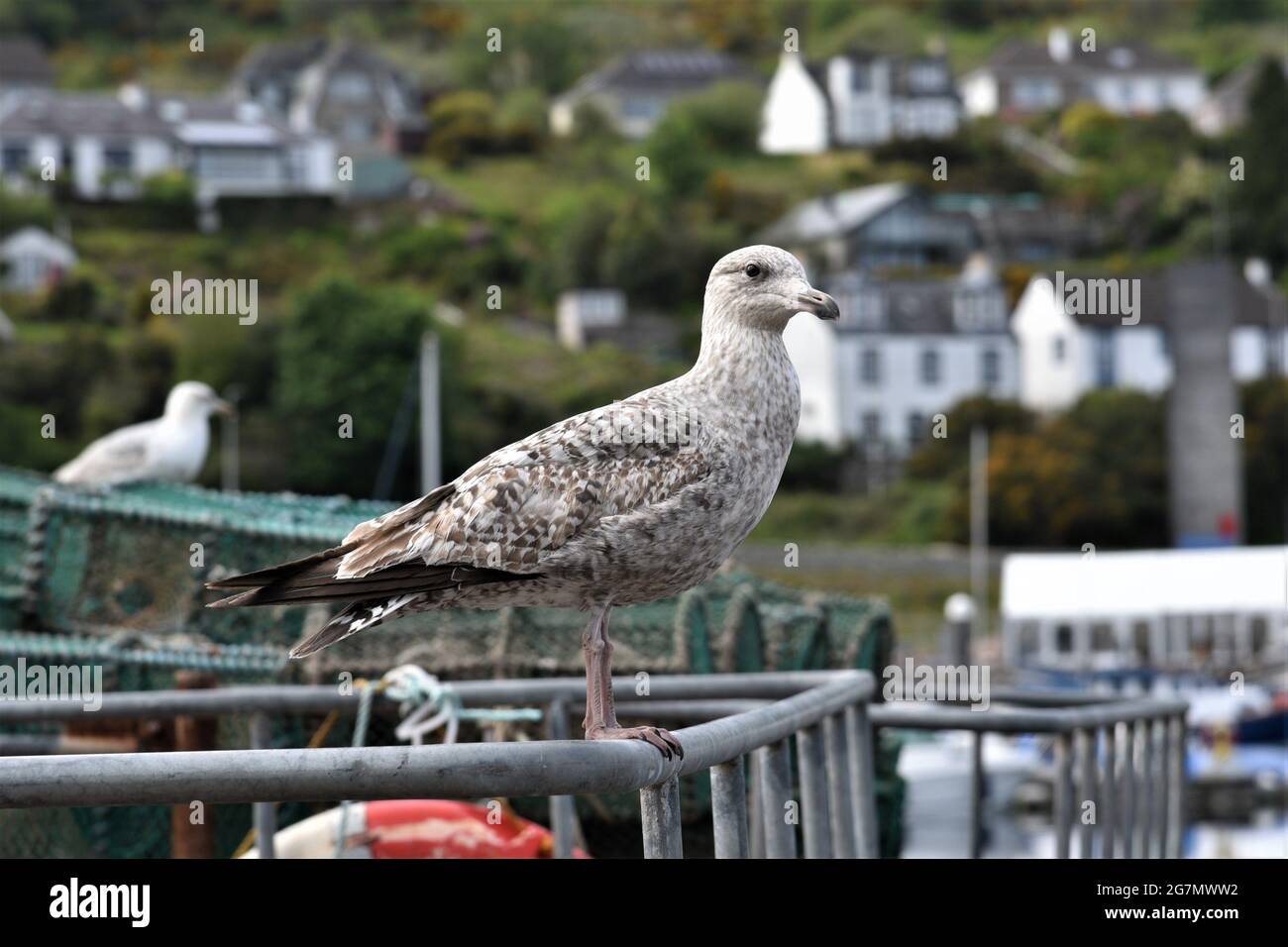 Seagull young hi-res stock photography and images - Alamy