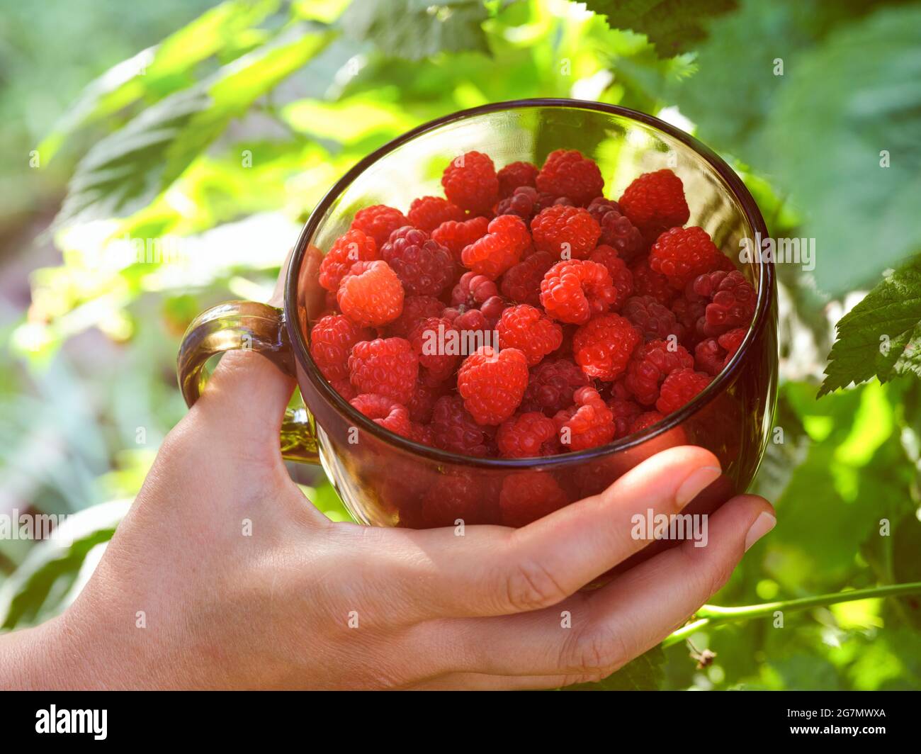 Raspberries in nature hi-res stock photography and images - Alamy