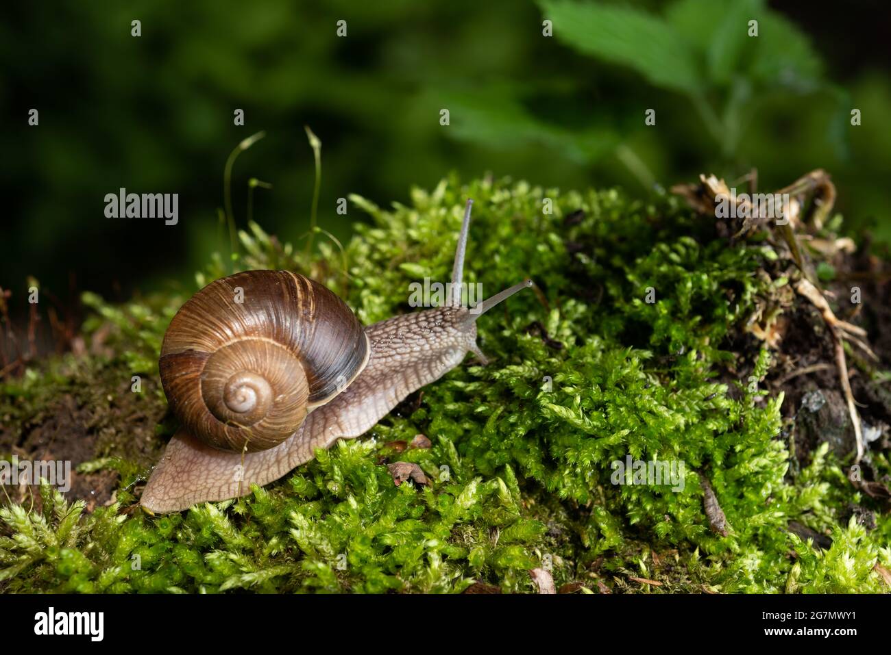 Snail in its natural habitat. The largest snail in Europe against the ...