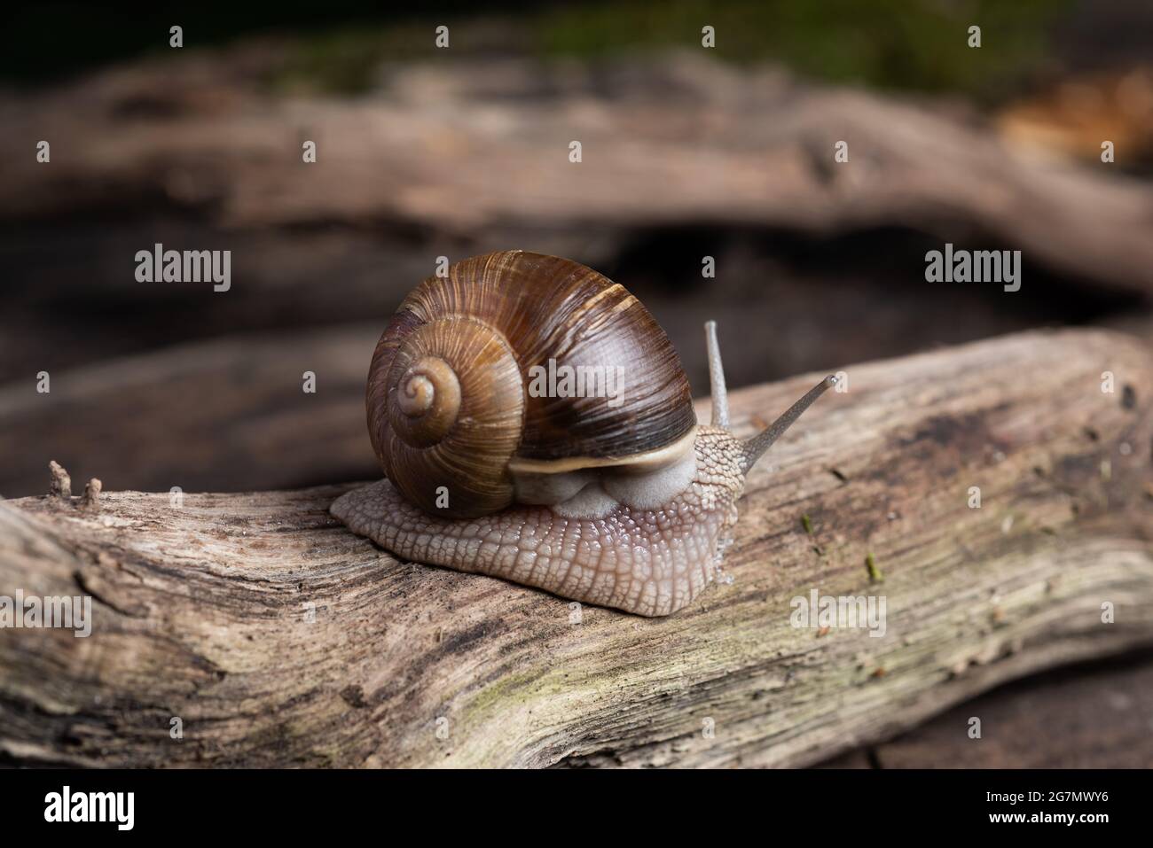 Snail in its natural habitat. The largest snail in Europe against the ...