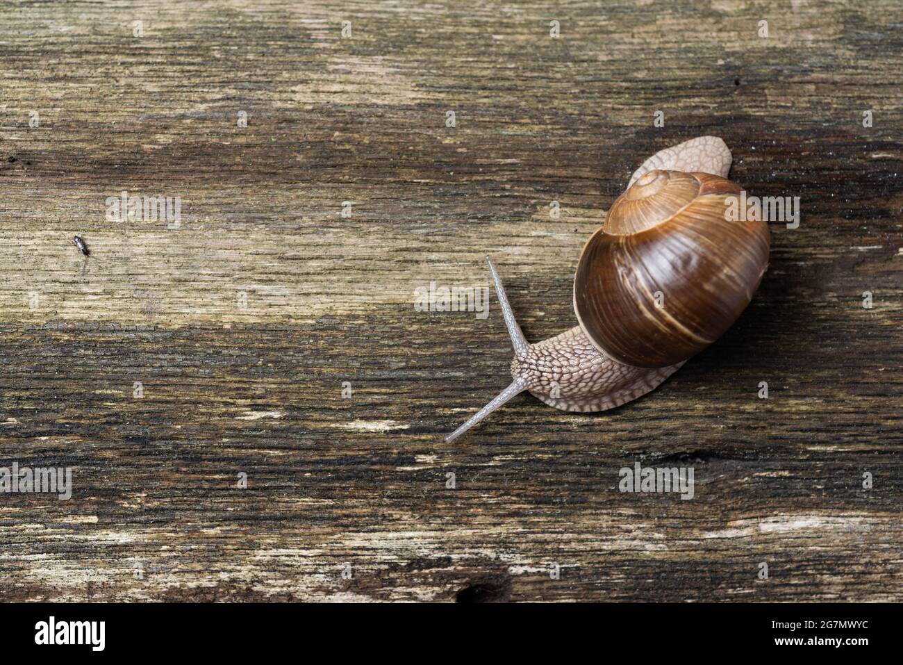 Snail in its natural habitat. The largest snail in Europe against the ...