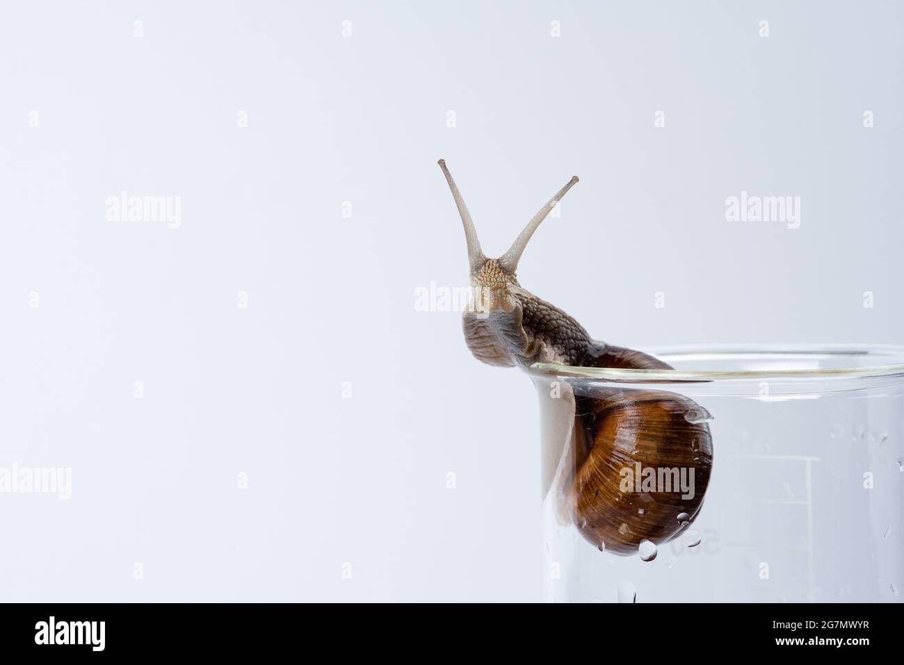 Large grape snail isolated on a glass medical jar on a white background ...