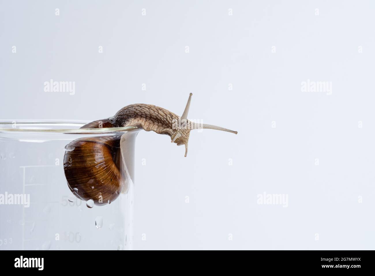 Large grape snail isolated on a glass medical jar on a white background ...