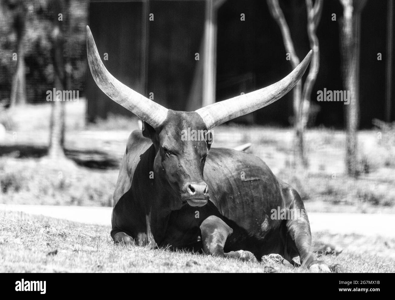 Buffalo sunlight Black and White Stock Photos & Images - Alamy