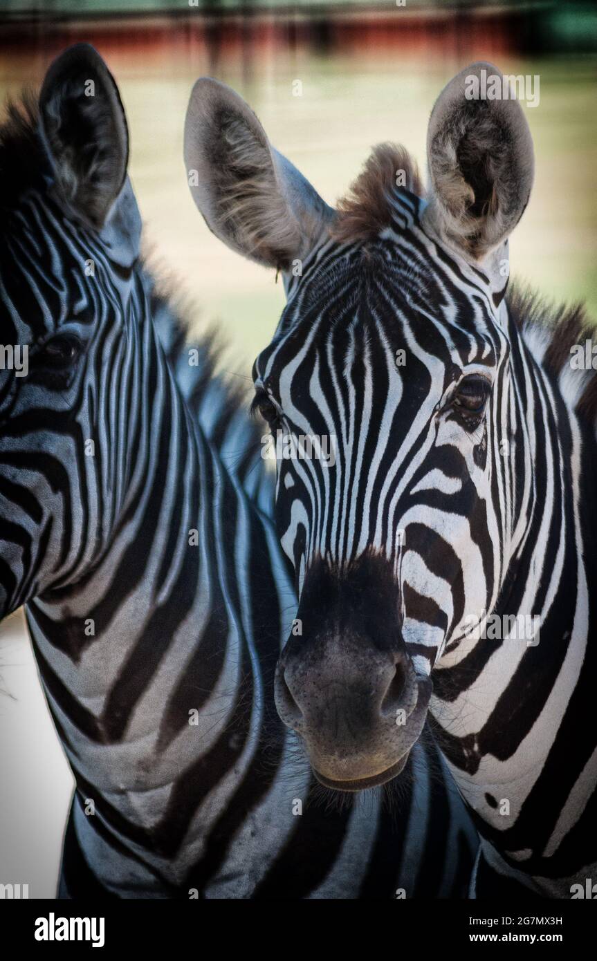 Vertical shot of two magnificent zebras in a fenced area in the zoo ...