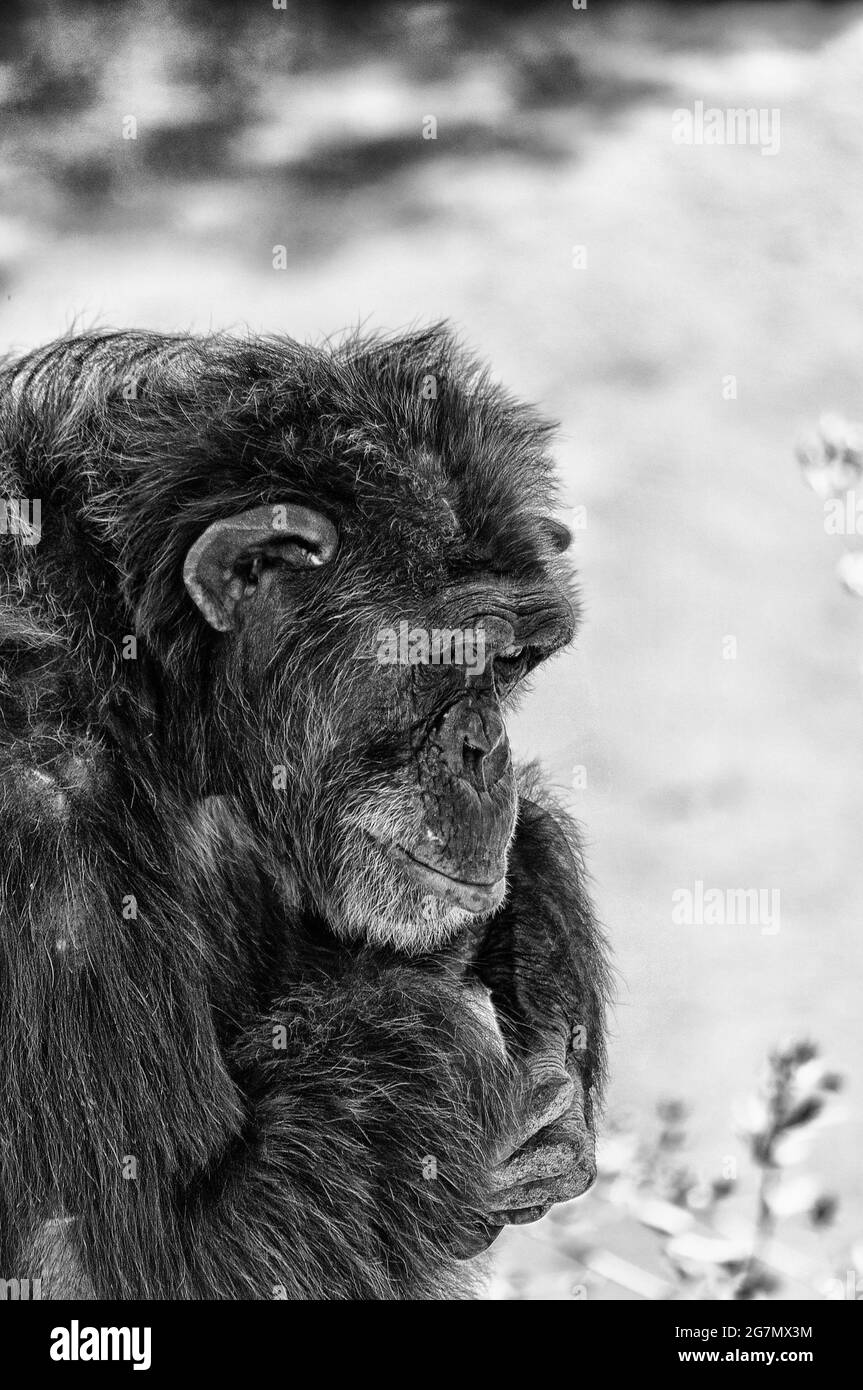 Sad baby monkey hi-res stock photography and images - Alamy