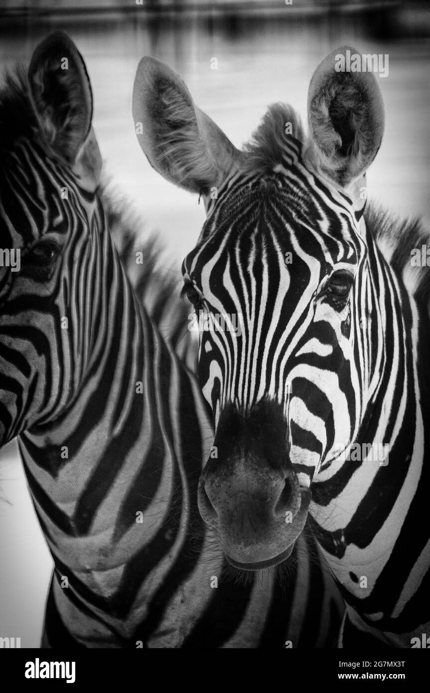 Vertical greyscale shot of two magnificent zebras captured in the zoo ...