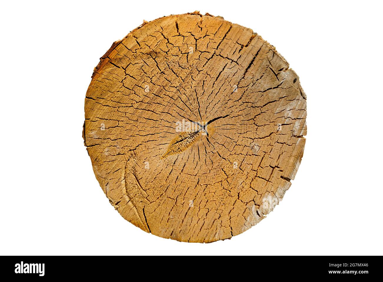 round cut tree isolated on white background. birch trunk with cracks ...