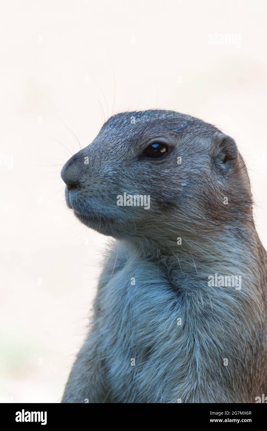 Vertical shot of a cute little rodent with furry skin captured in the ...