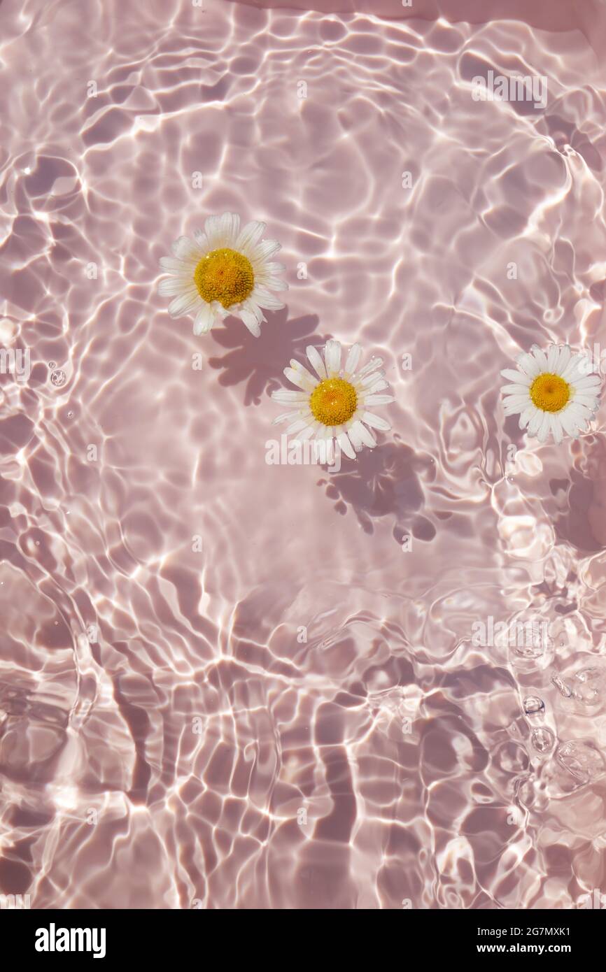 Daisy Flowers floating on Water. Sun and shadows. Minimal nature ...