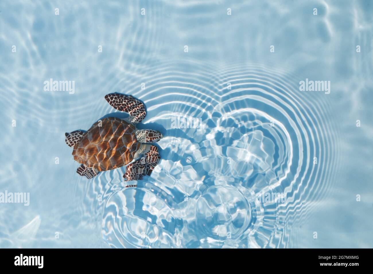 Sea turtle top view hi-res stock photography and images - Alamy