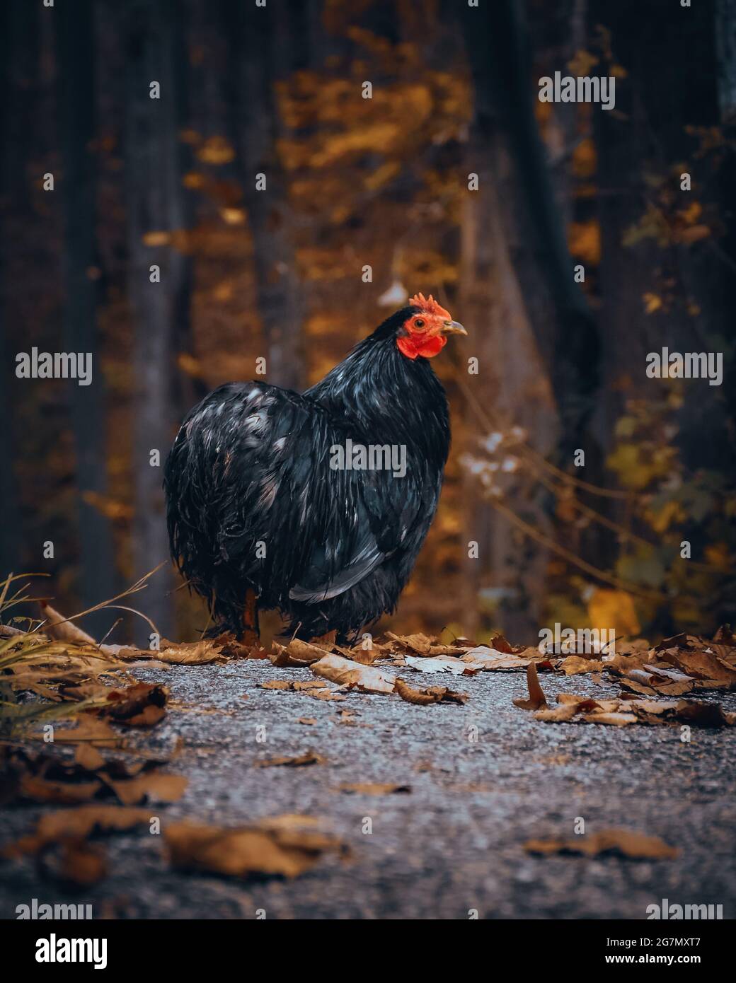 Close up of a black fat hen with red wattle standing in the forest ...