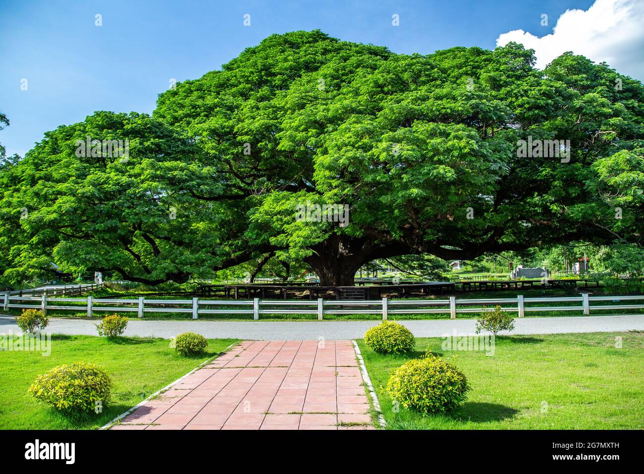 Giant Raintree chamchuri over 100 years old in Kanchanaburi, Thailand ...