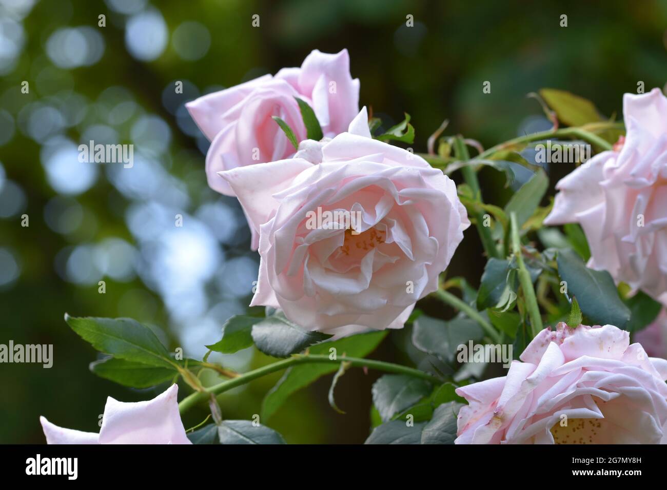 Elegant garden roses surrounded by greenery with a bokeh background ...