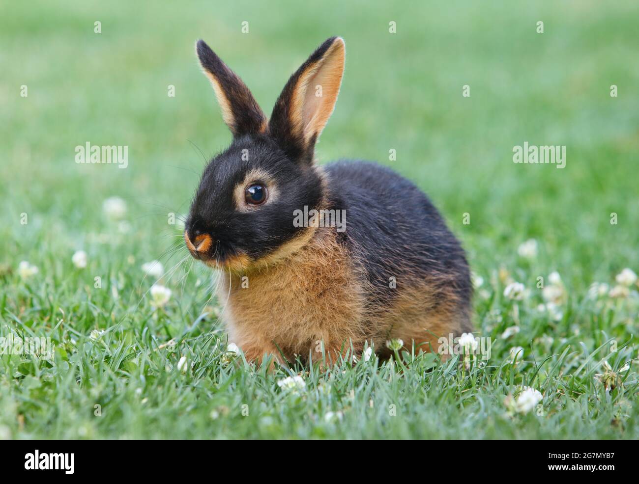 Baby bunny - small rabbit in grass Stock Photo - Alamy