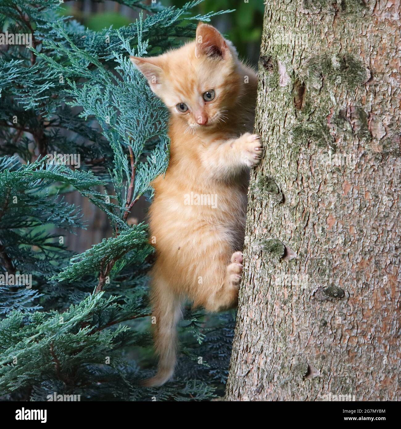 Baby cat walk on tree Stock Photo - Alamy