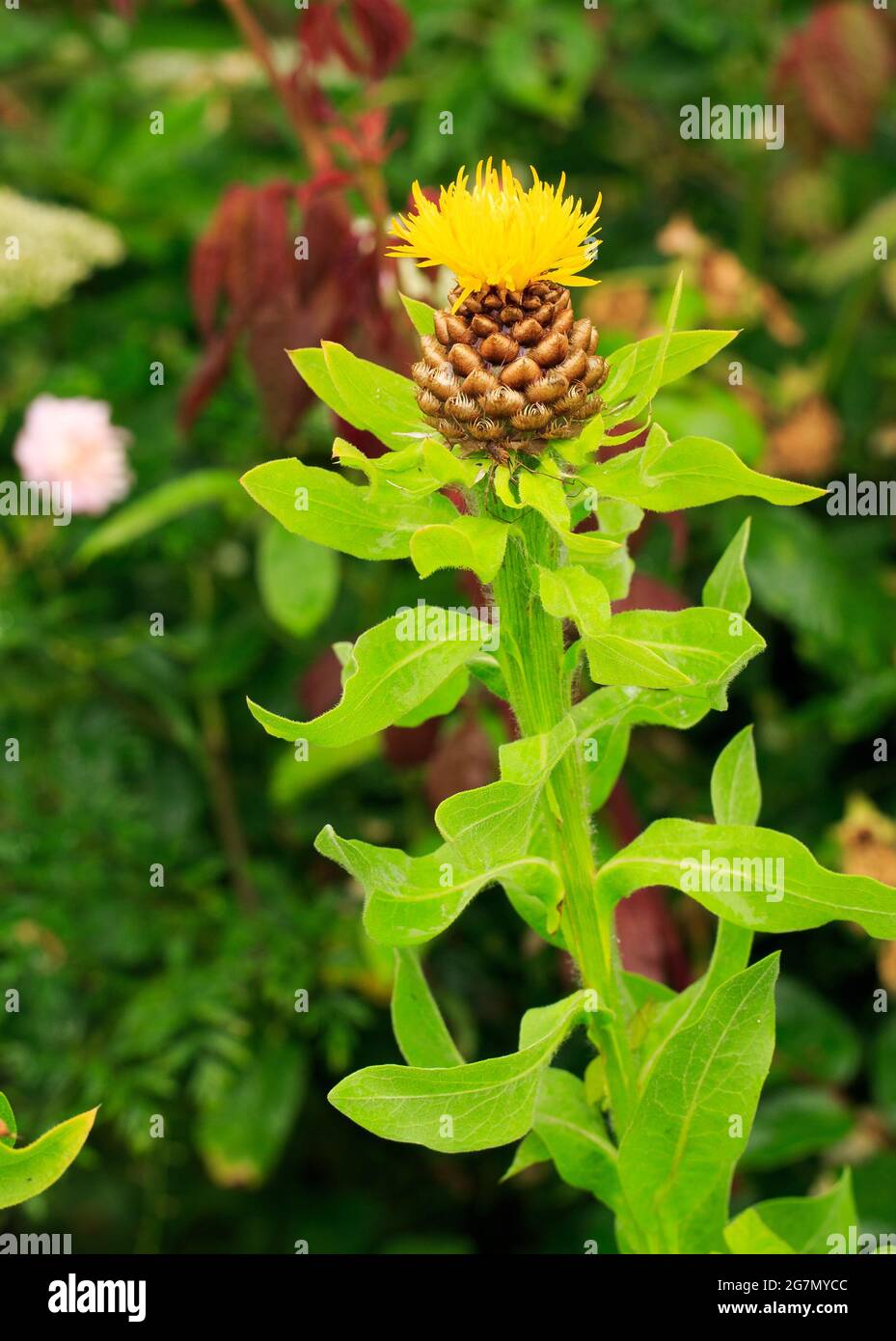 Gardem pretty hi-res stock photography and images - Alamy
