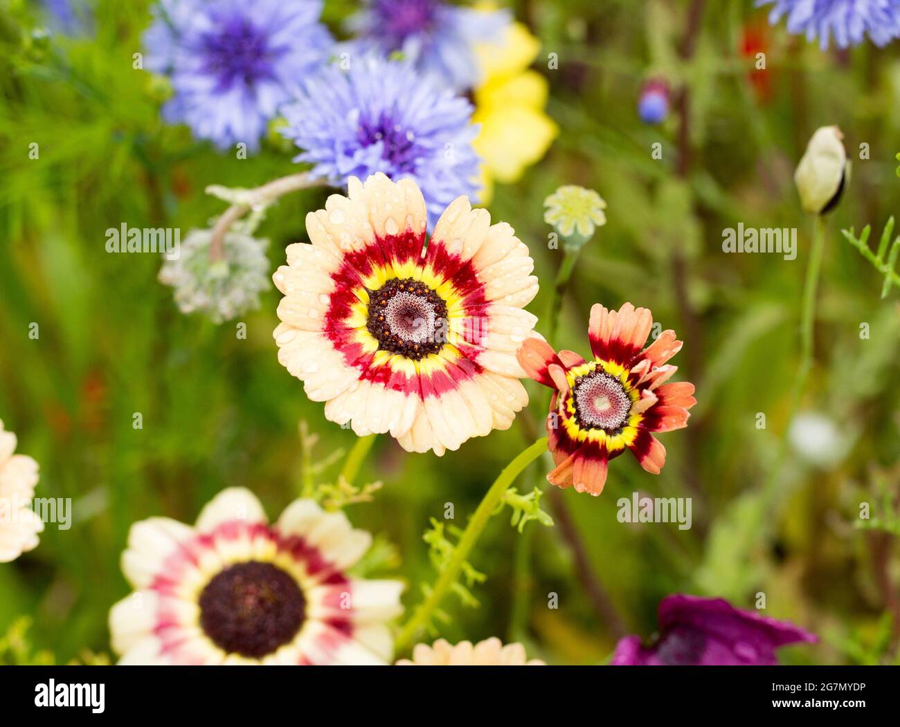 Beautiful multi-coloured daisy type flower heads, against a natural ...