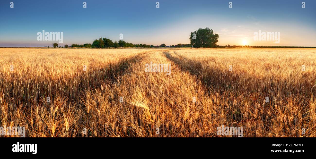 Wheat field panorama with path at summer sunset, Agriculture Stock ...