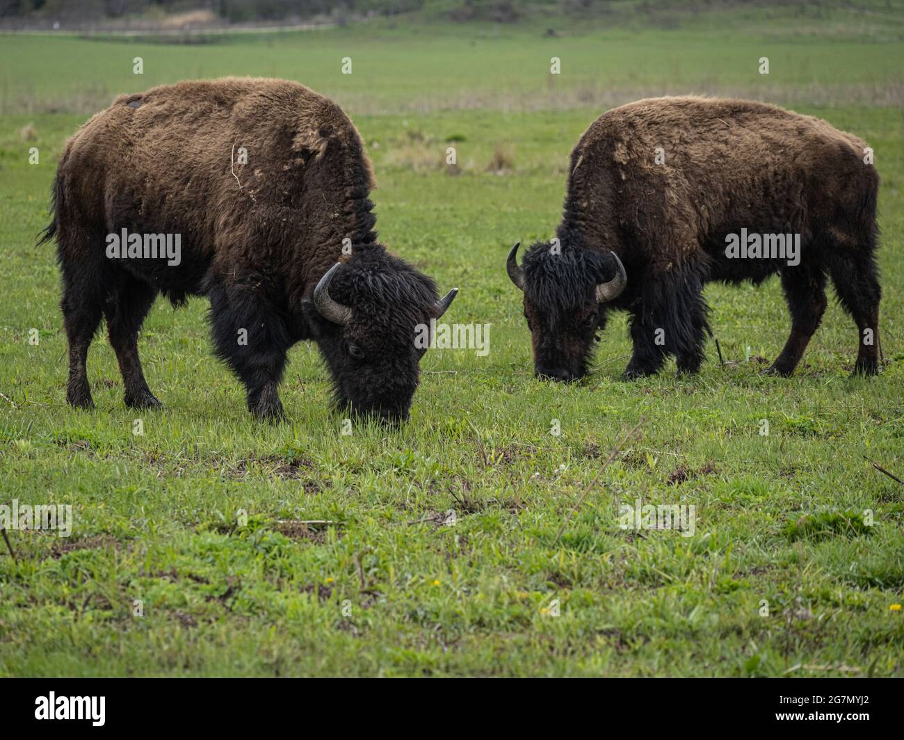 Closeup two bison buffalo hi-res stock photography and images - Alamy