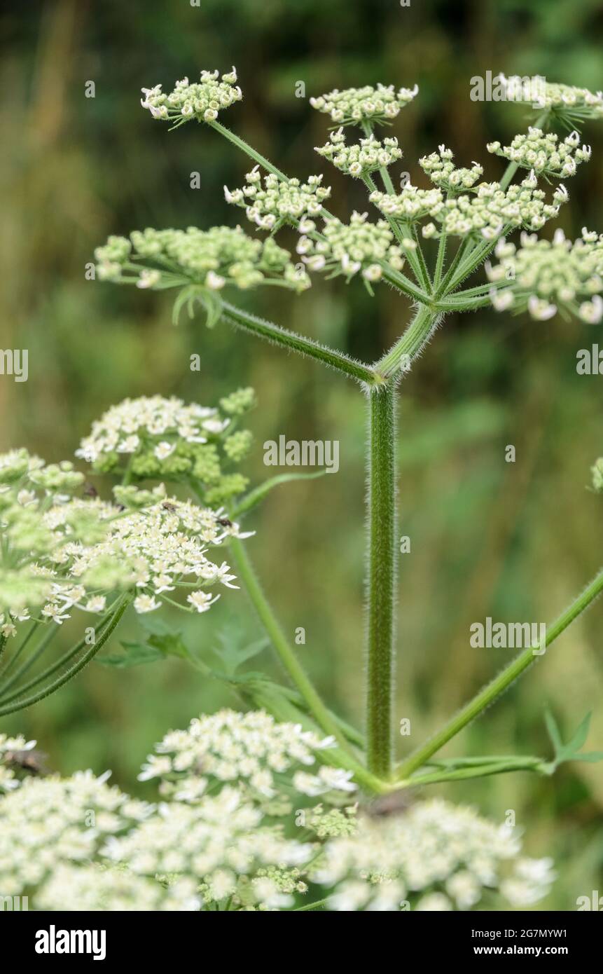 Heracleum mantegazzianum, Hogweed plant, Apiaceae, known as cartwheel ...