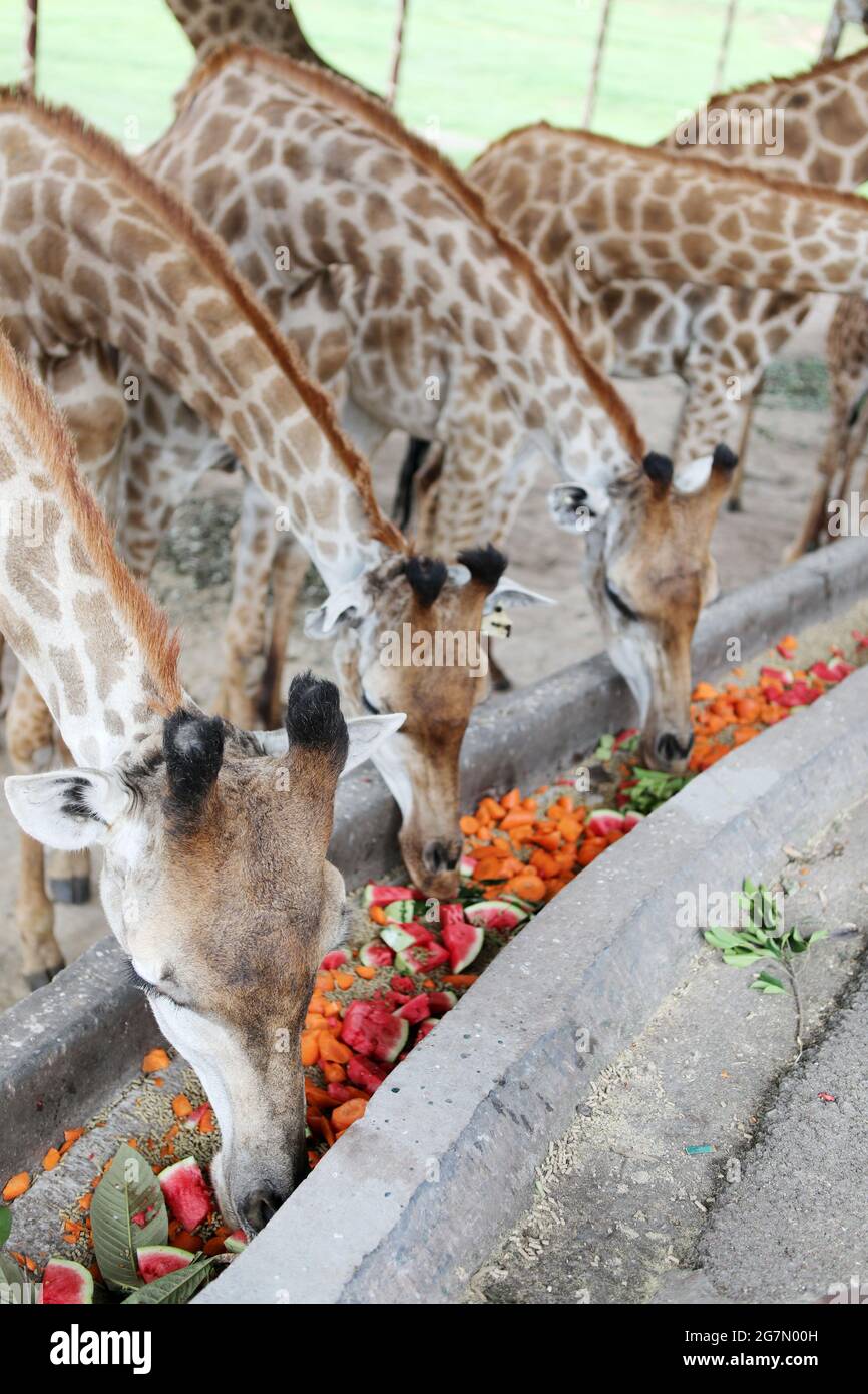 CHONGQING, CHINA - JULY 15, 2021 - Giraffes enjoy watermelons at the ...