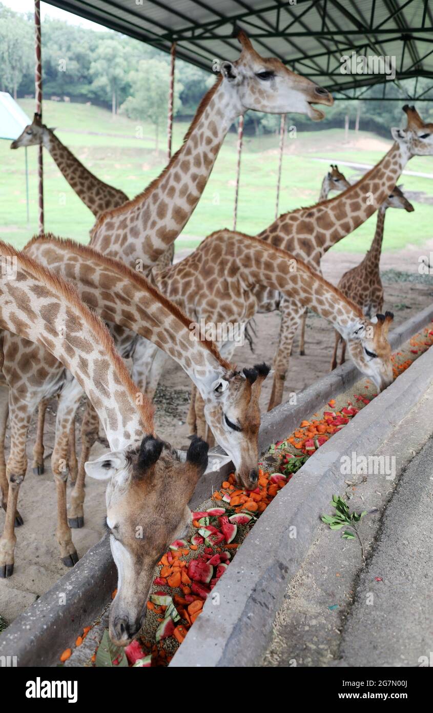CHONGQING, CHINA - JULY 15, 2021 - Giraffes enjoy watermelons at the ...