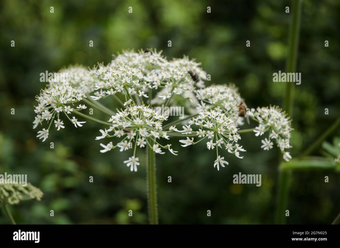 Heracleum mantegazzianum, Hogweed plant, Apiaceae, known as cartwheel ...