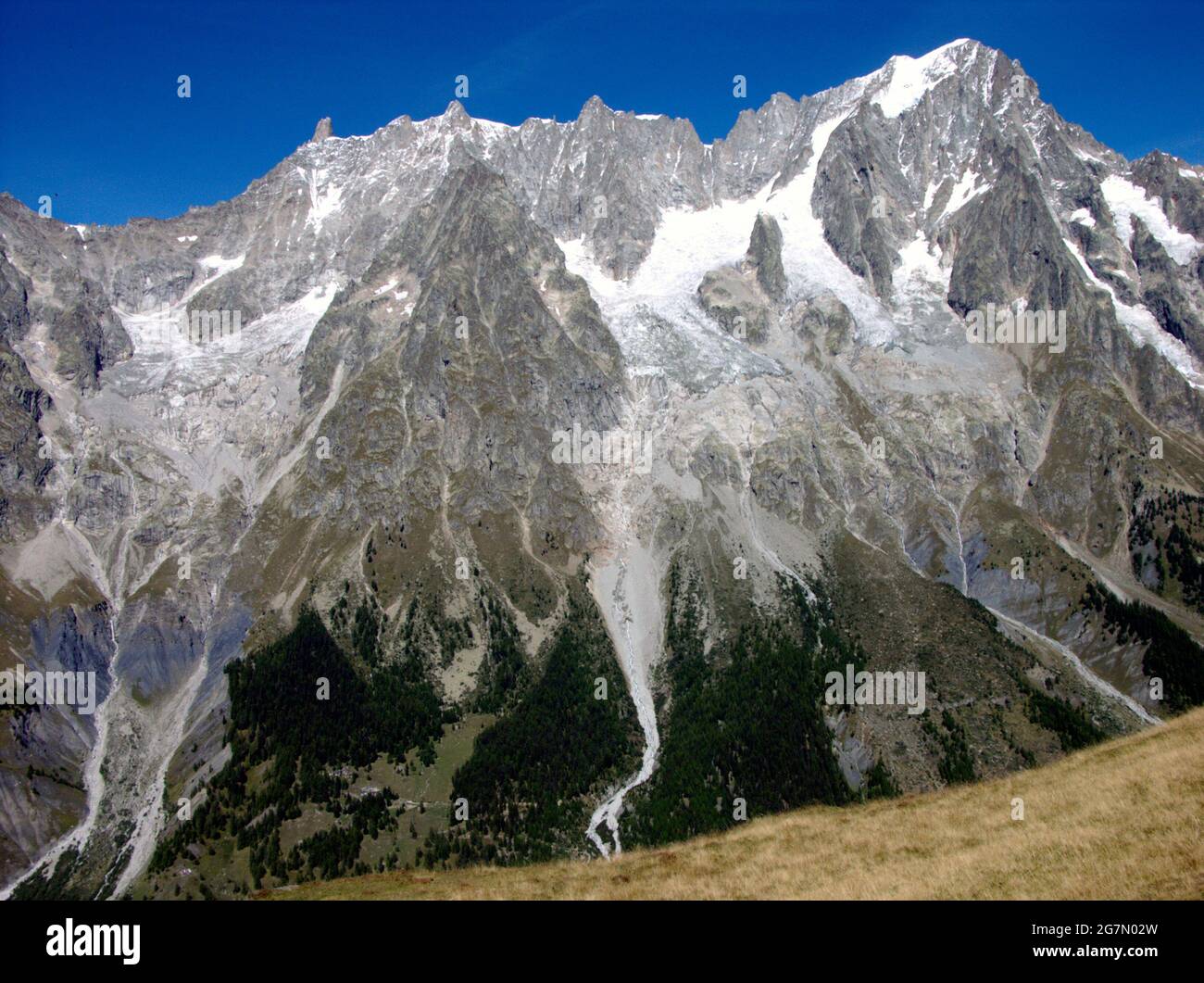 San bernardo bianco hi-res stock photography and images - Alamy