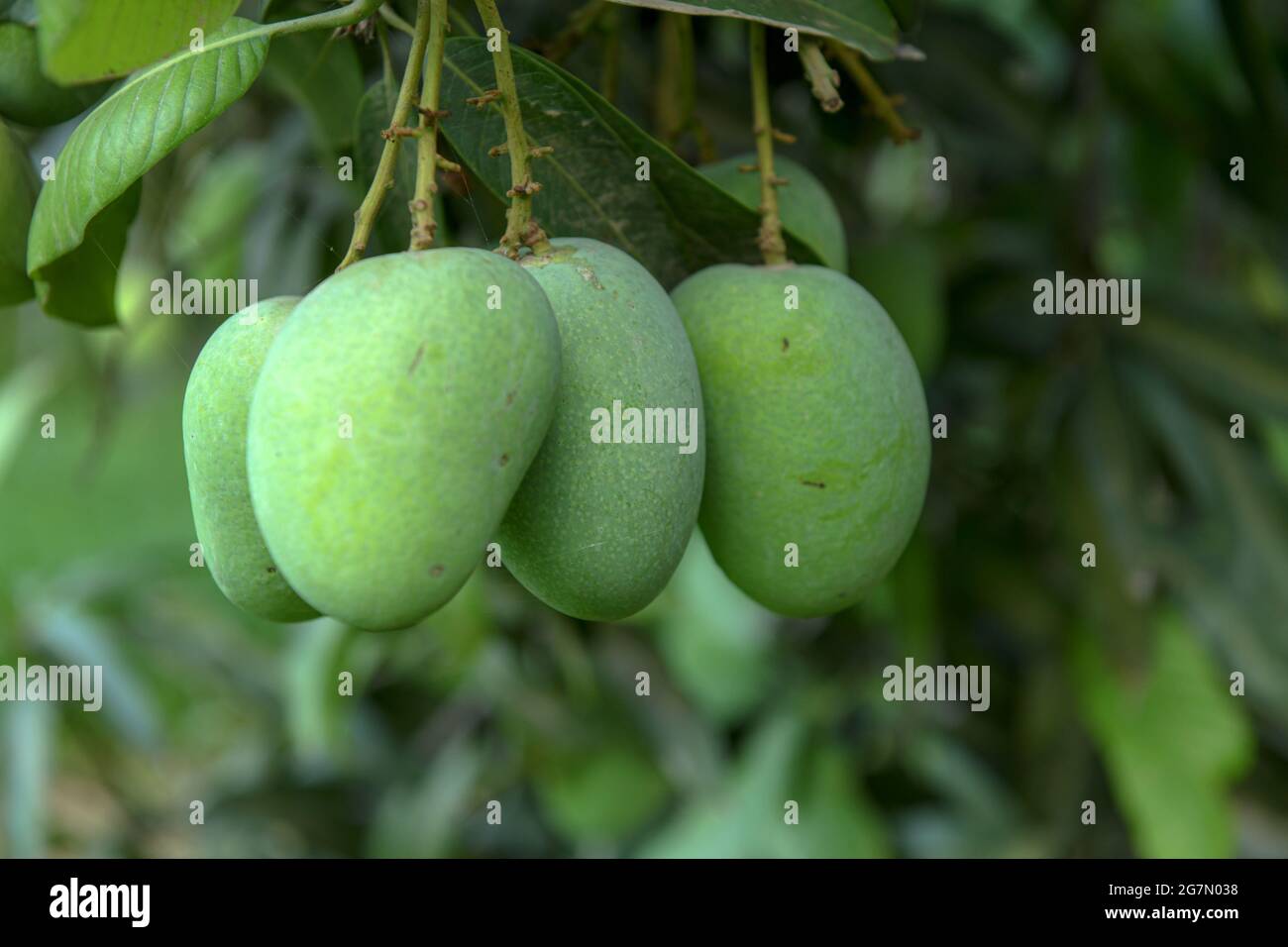 Unripe mangoes hi-res stock photography and images - Alamy