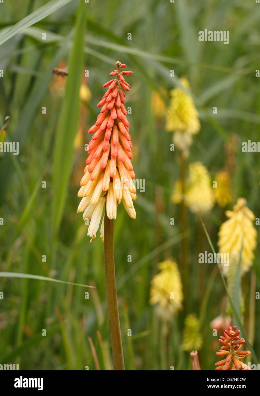 Upright stem hi-res stock photography and images - Alamy